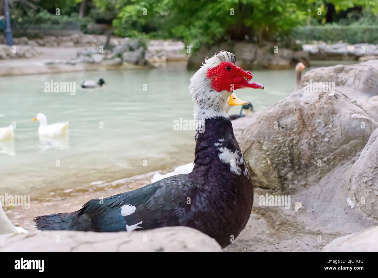 White duck red face hi-res stock photography and images - Alamy