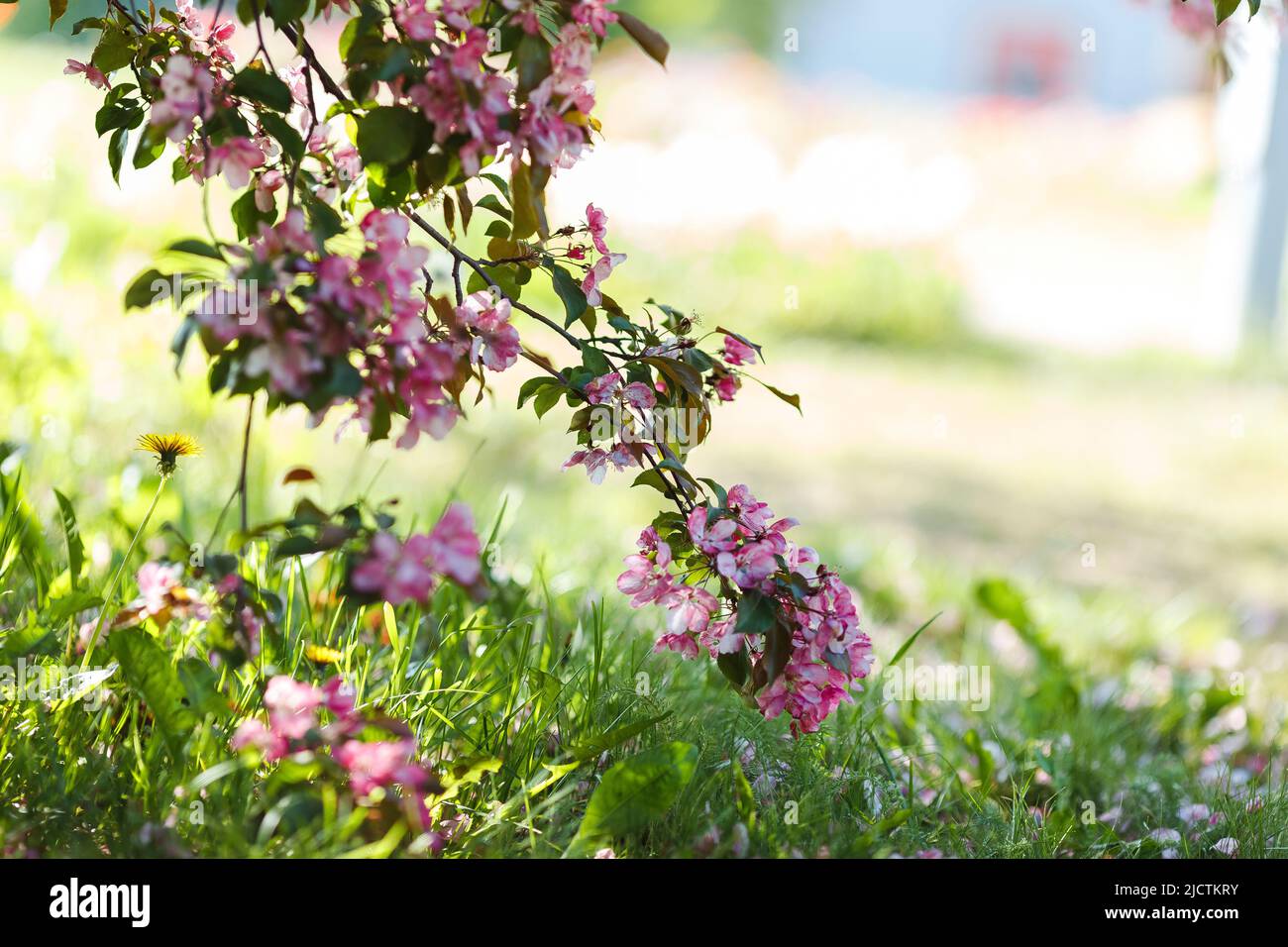 Blooming branch of pink cherry tree over green grass in sunlight in the ...