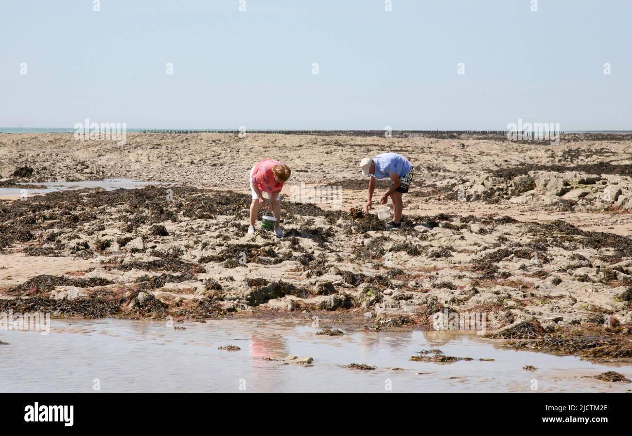 Searching for shellfish on the beach, Pirou Plage, Normandy, France ...