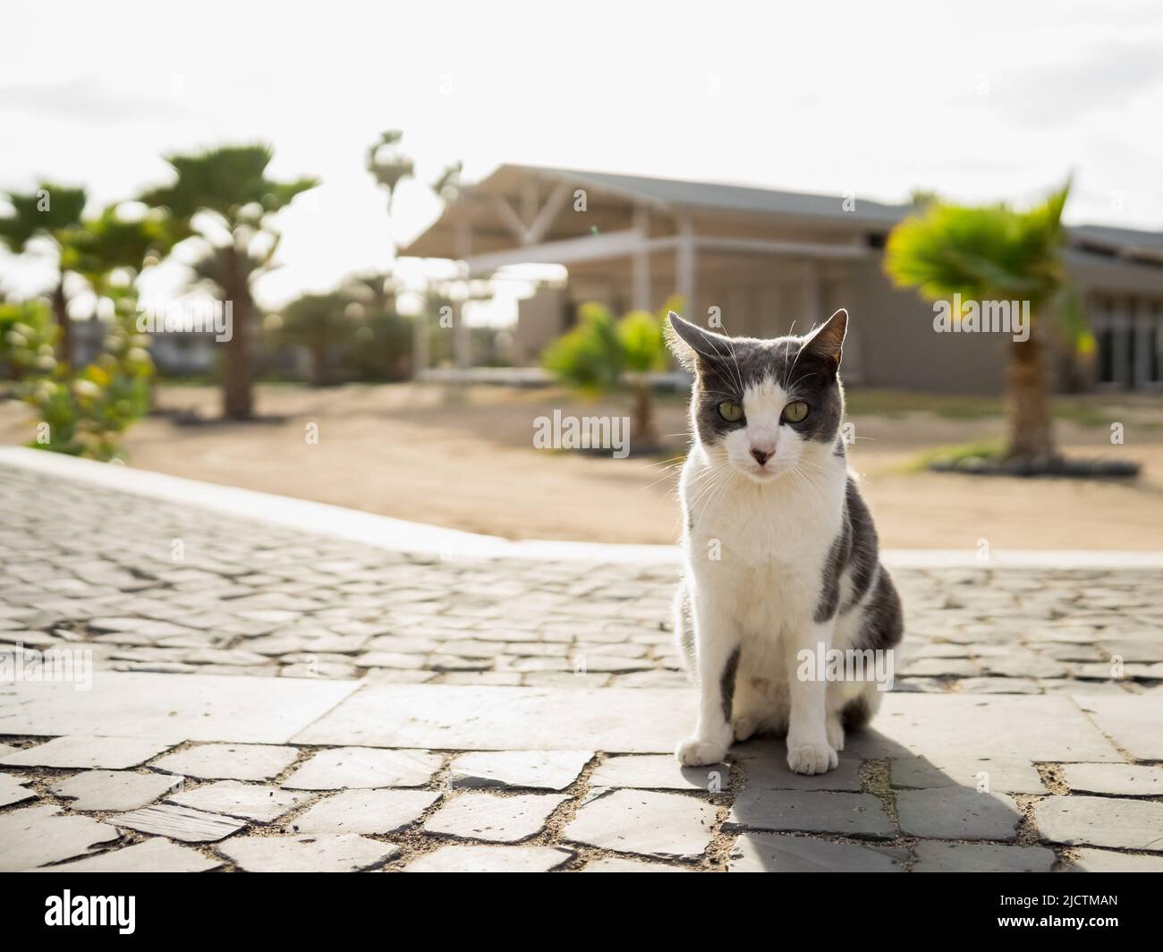 cat sitting on the footpath Stock Photo - Alamy