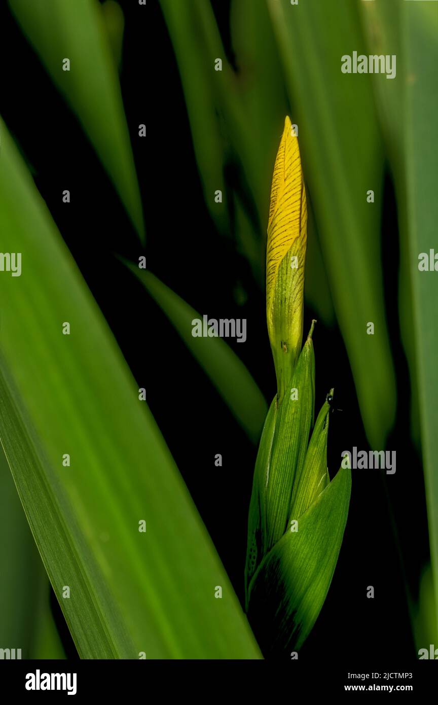 Yellow starting flag hi-res stock photography and images - Alamy