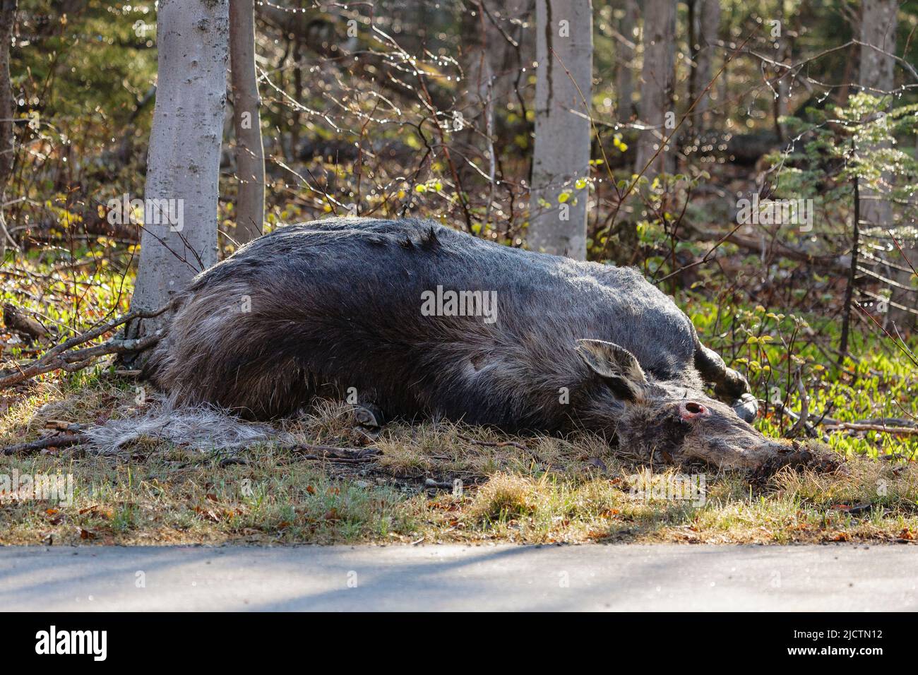 Crawford Notch State Park - Dead Moose on the side of Route 302 in Hart ...
