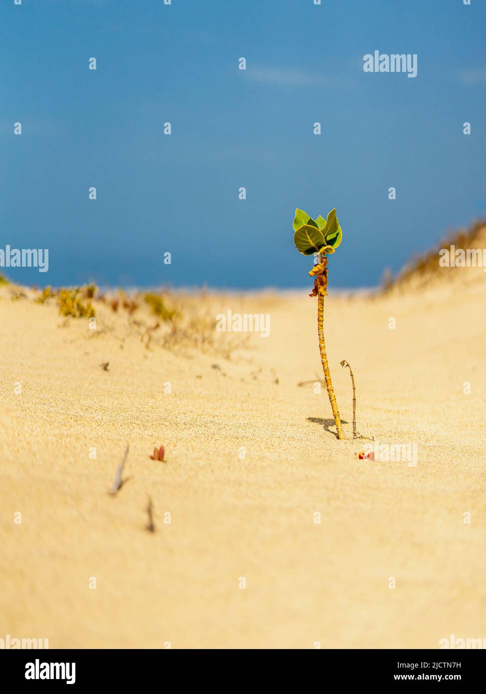 Single plant growing on sand Stock Photo - Alamy