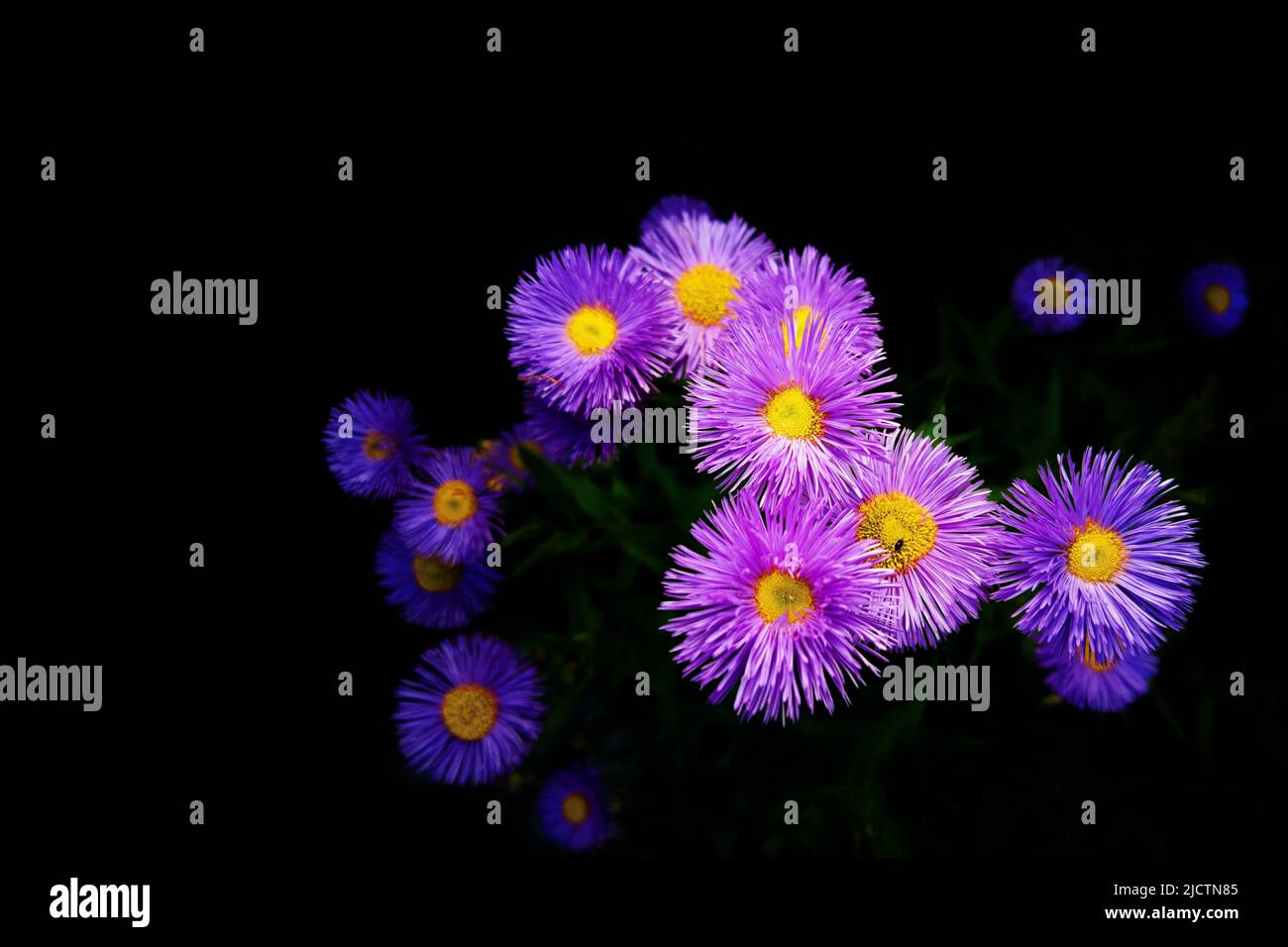 New England aster on a black background Stock Photo - Alamy