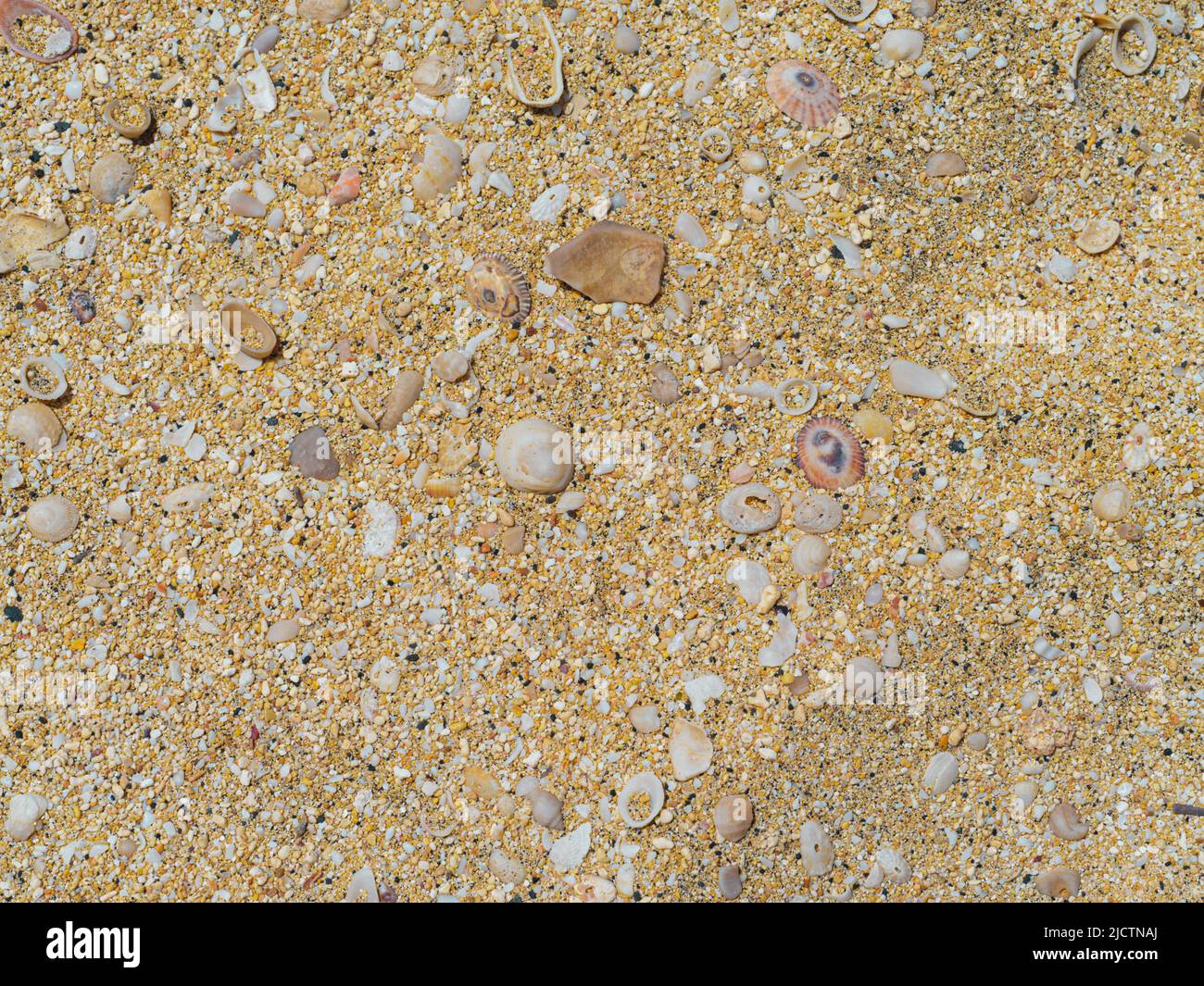 shells on the beach with black rocks Stock Photo - Alamy
