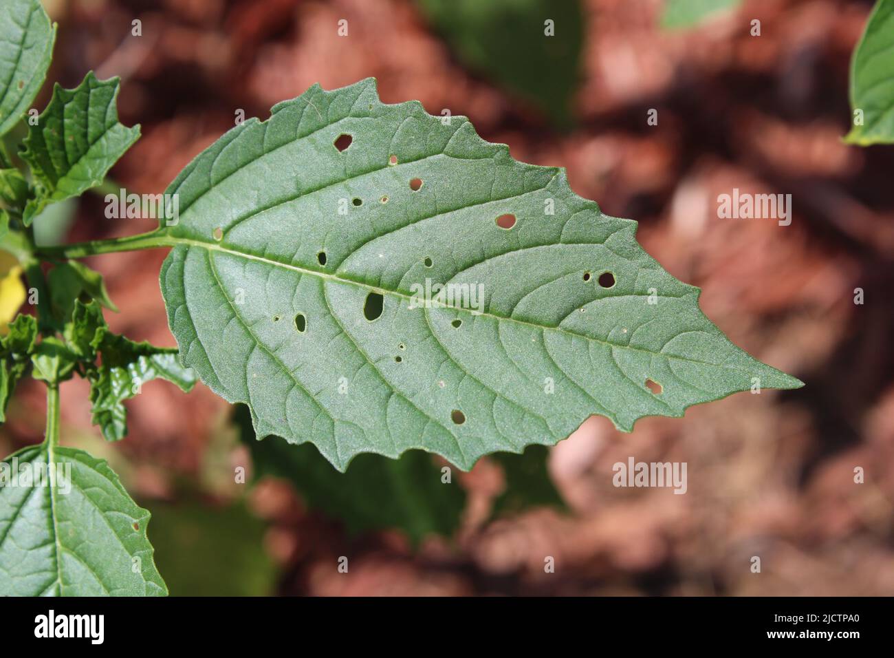 A Green Tomatillo Leaf with Holes From Three-Lined Potato Beetle Larvae ...