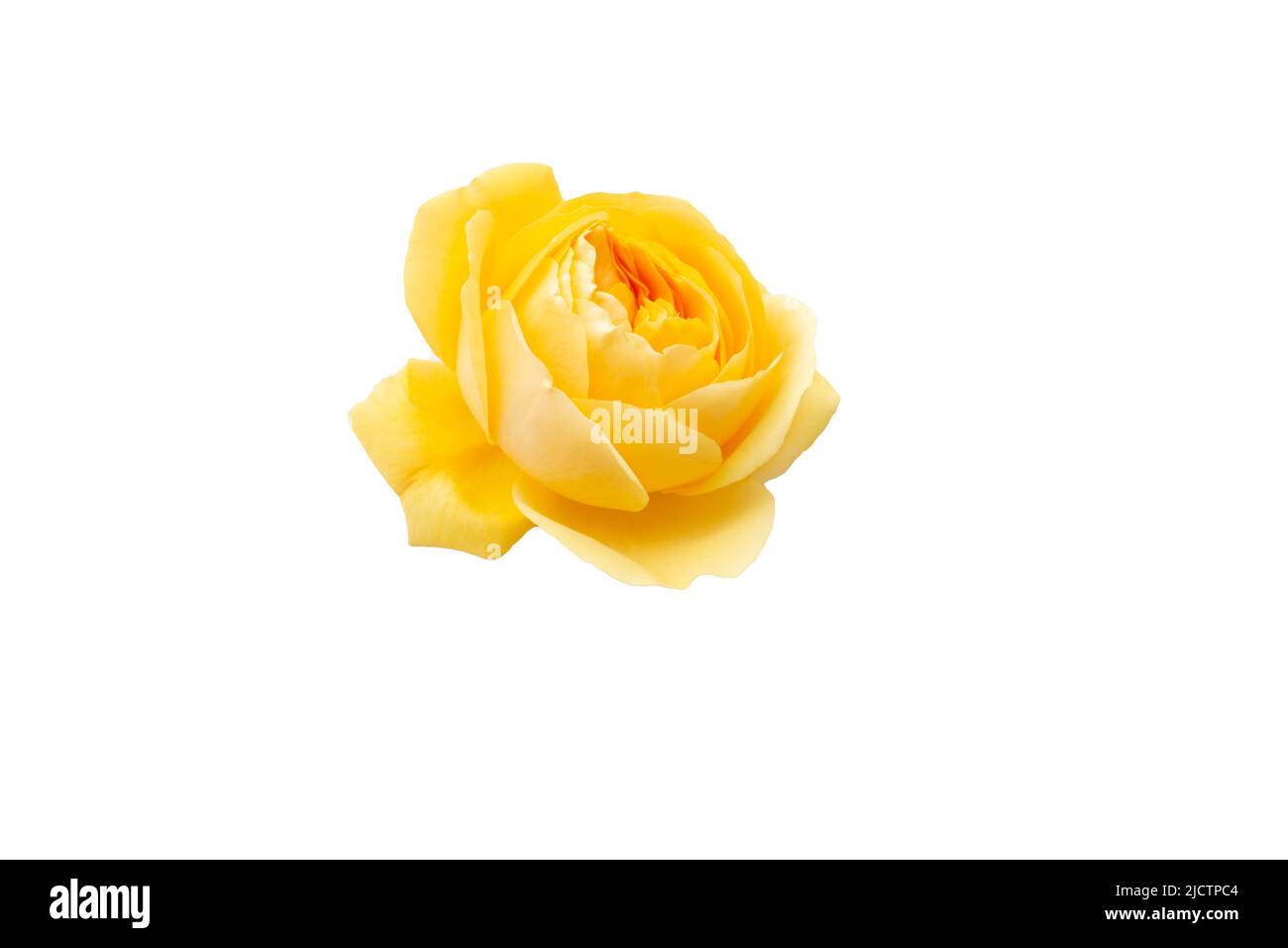 Rose petal path home hi-res stock photography and images - Alamy