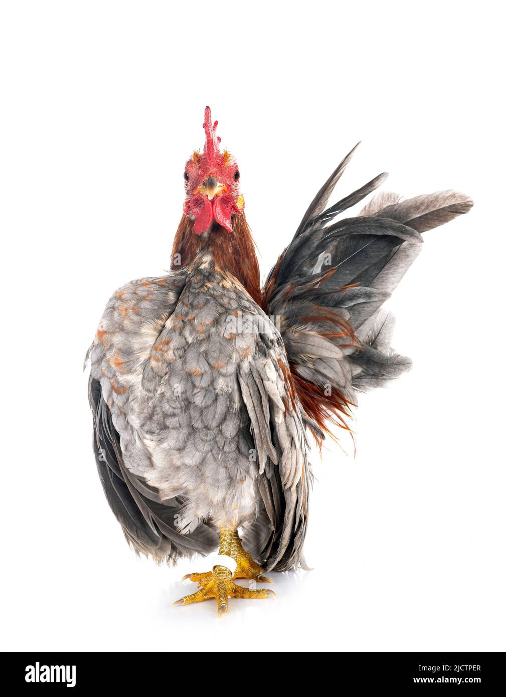 Malaysian Serama in front of white background Stock Photo - Alamy