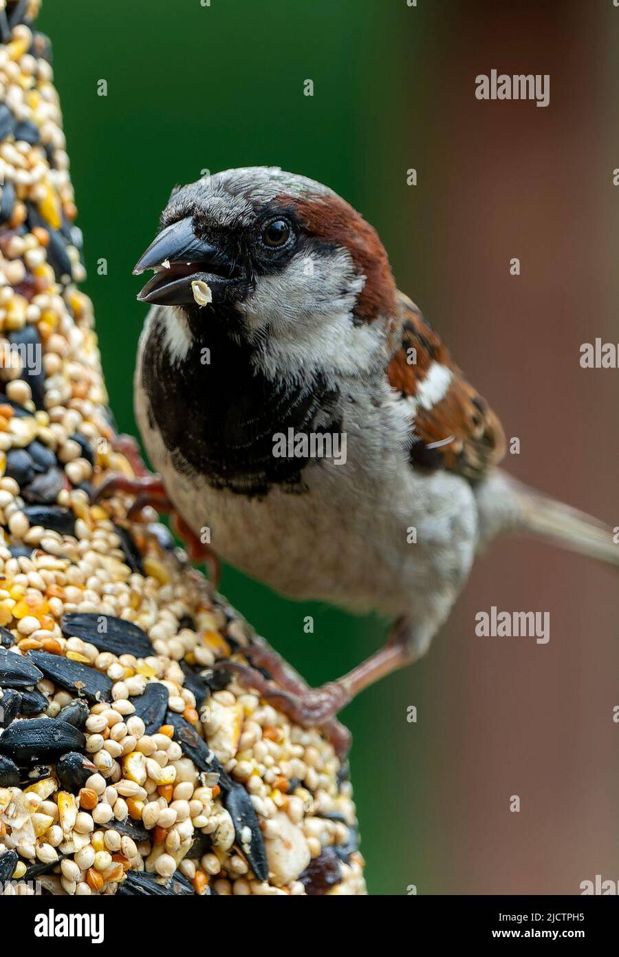 Feeding bird seed log hi-res stock photography and images - Alamy