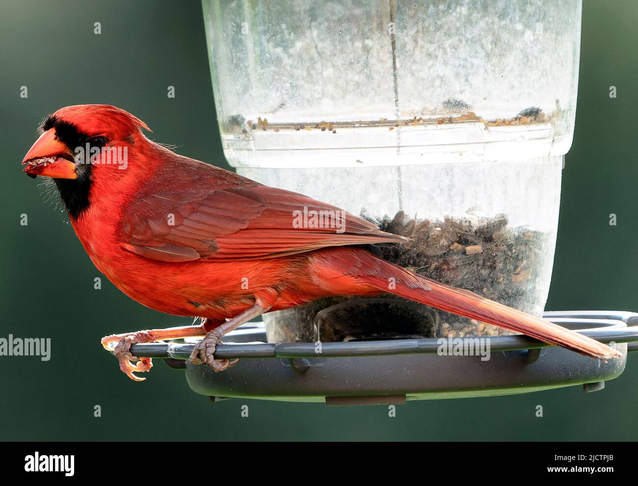 Male Northern Cardinal chewing away on a bird feeder Stock Photo - Alamy