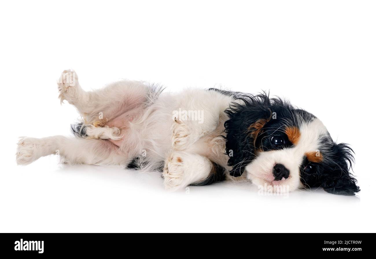cavalier king charles in front of white background Stock Photo - Alamy