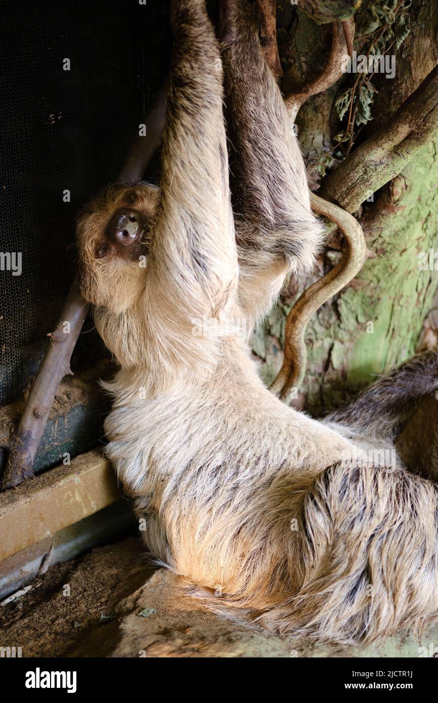 Close-up of a three toed sloth at London Zoo Stock Photo - Alamy