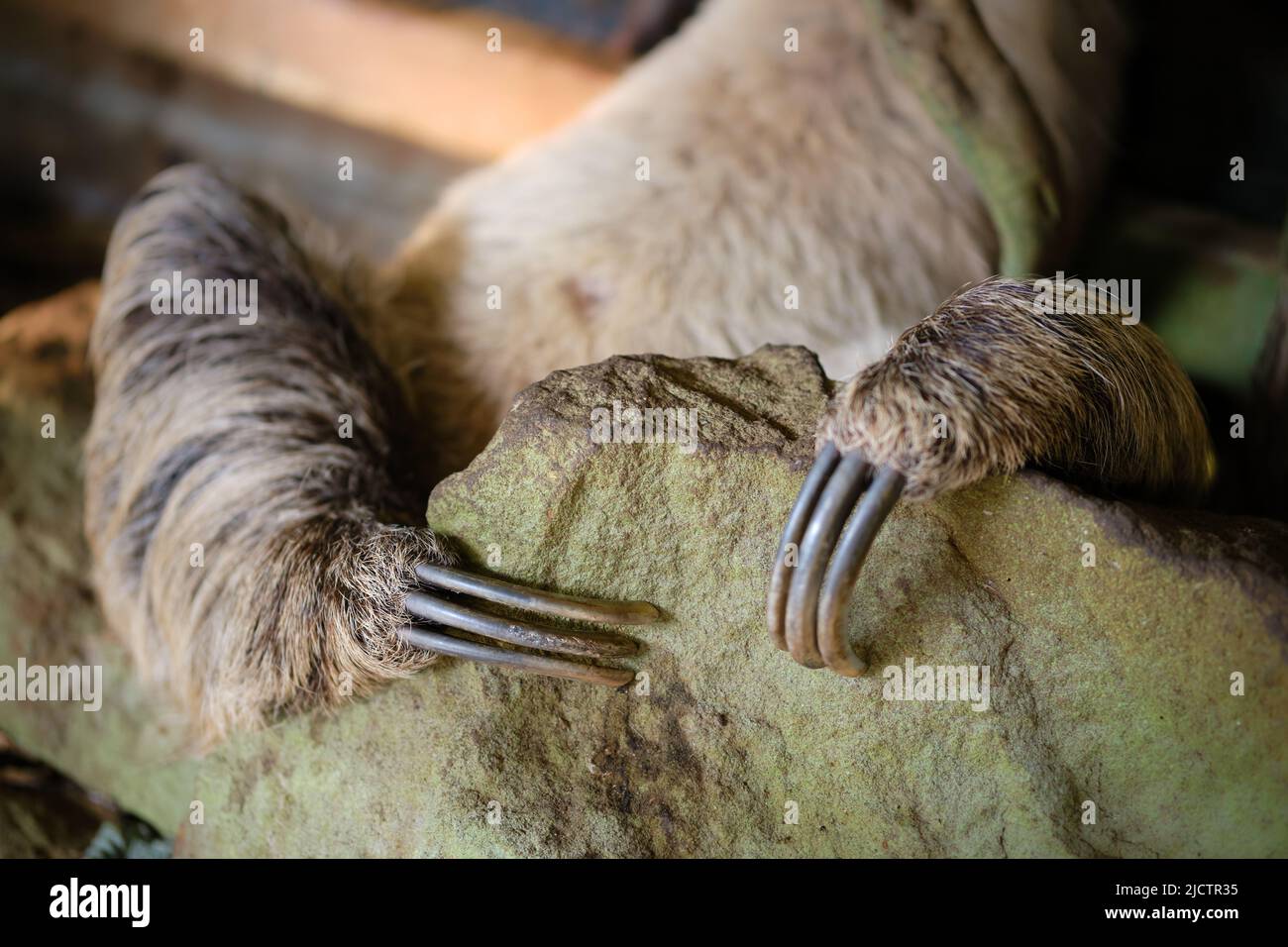 Closeup of a three toed sloth hi-res stock photography and images - Alamy