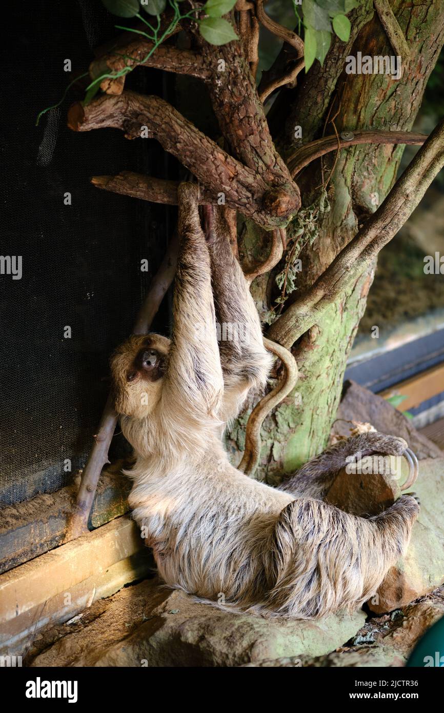Closeup of a three toed sloth hi-res stock photography and images - Alamy
