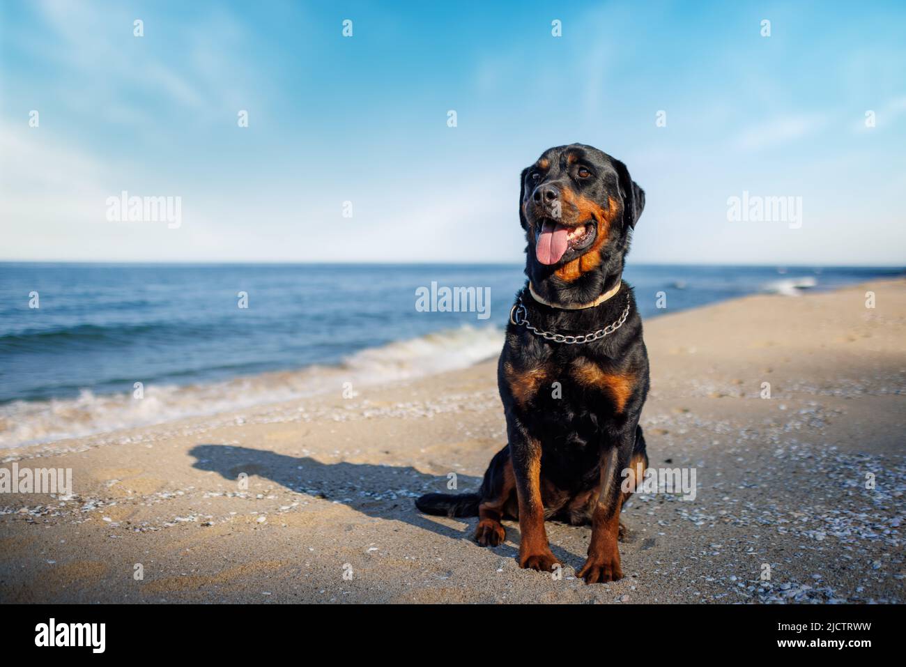 A beautiful proud big dog of the Rottweiler breed sits on a sandy beach ...