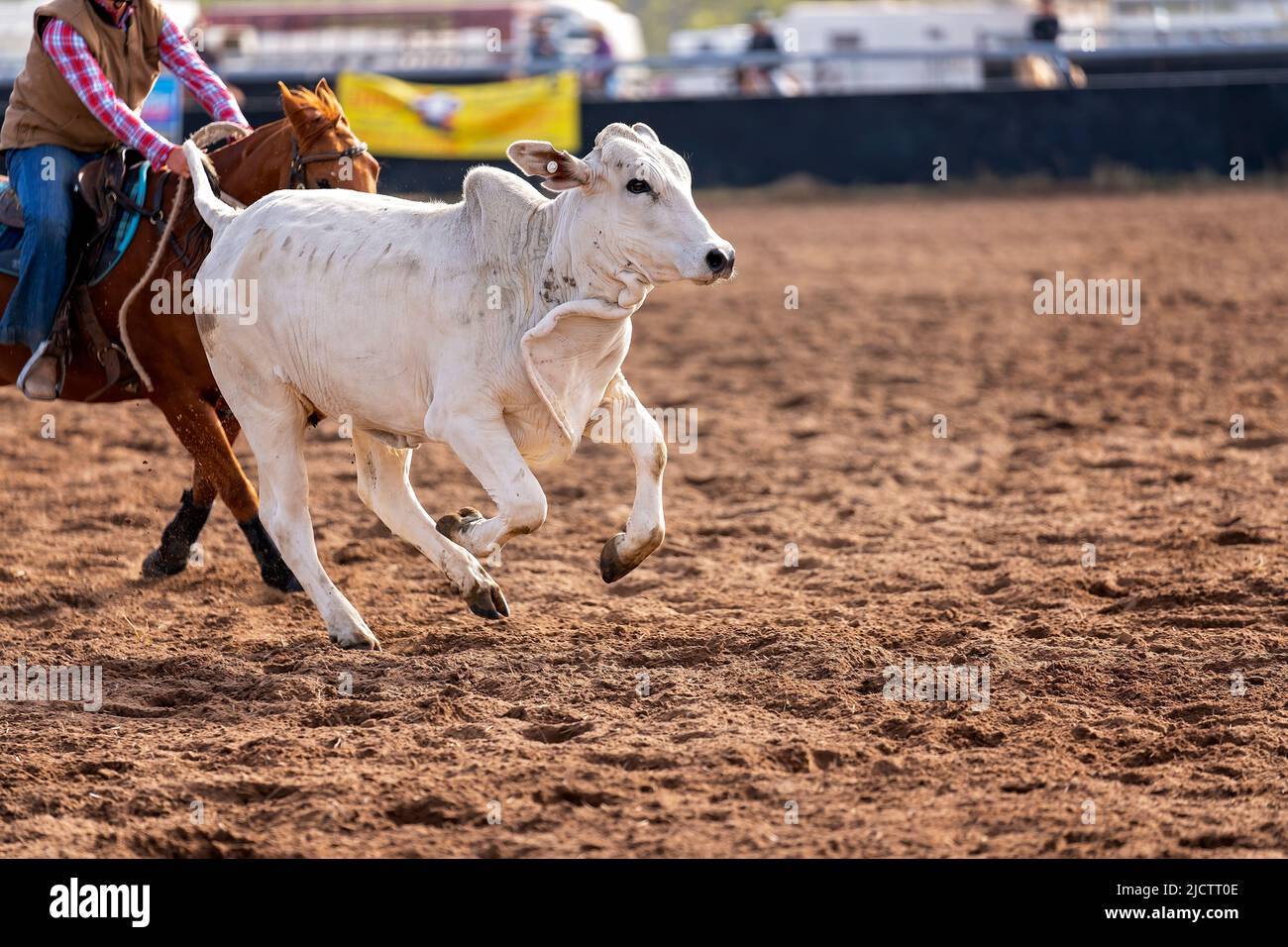 Cowboy on horseback in camp draft event at country rodeo Australia ...