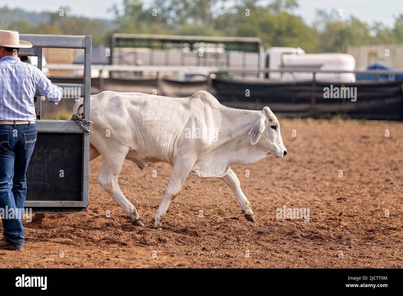 Cowboy opens gate for cow to run into the arena for a camp draft event ...
