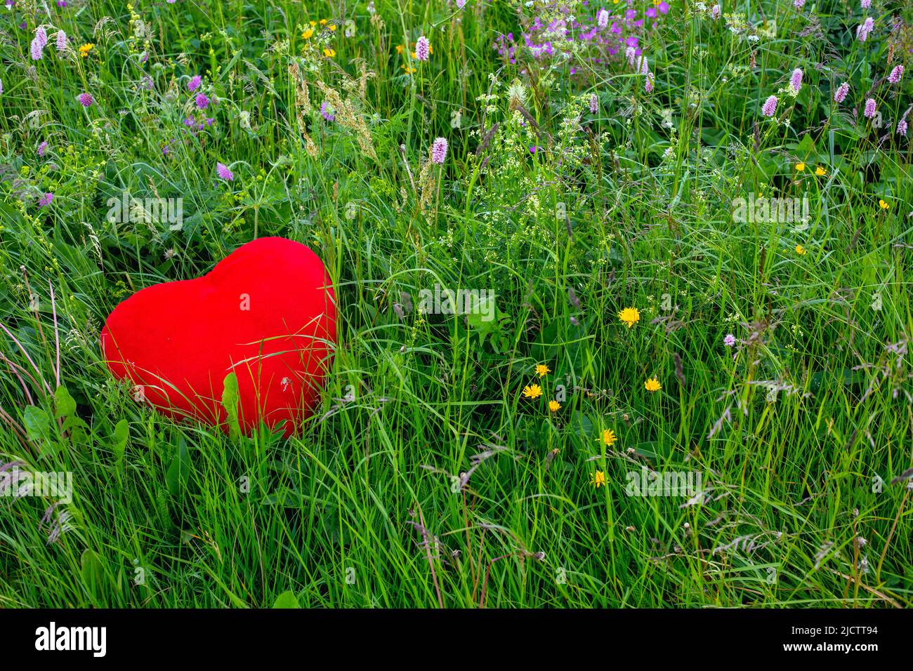 red stuffed fluffy heart lying in a green flower field Stock Photo - Alamy