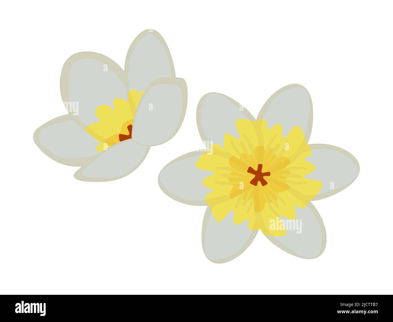 White flowers jasmine Stock Vector Images - Alamy