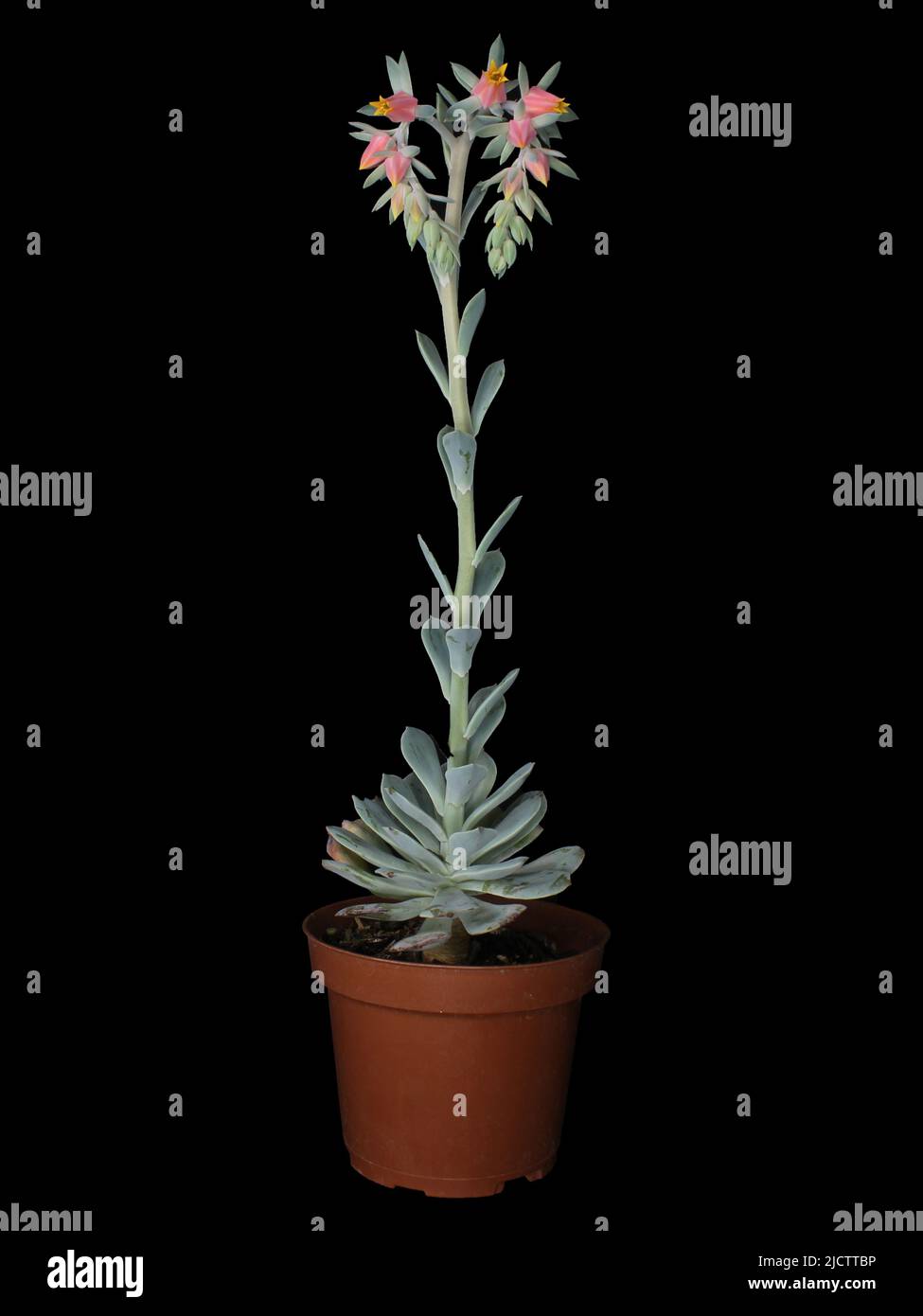 Echeveria sp flower hi-res stock photography and images - Alamy