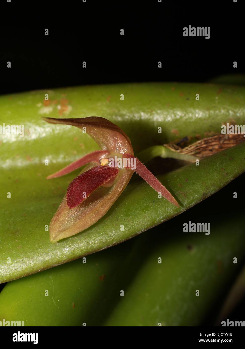 Flower of the neotropical orchid Pleurothallis grandilingua endemic to ...