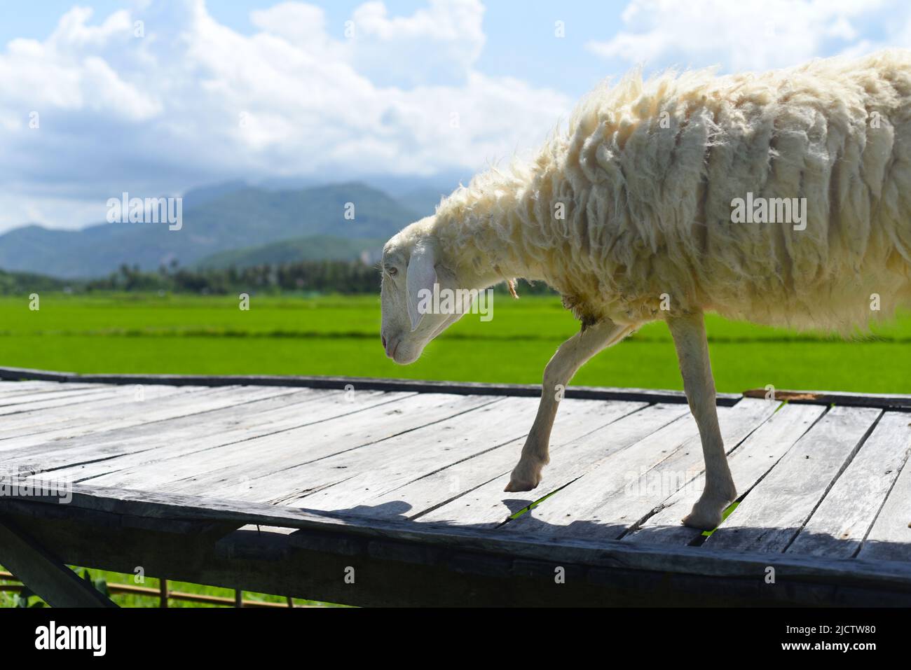 A white sheep walking across wooden bridge Stock Photo - Alamy