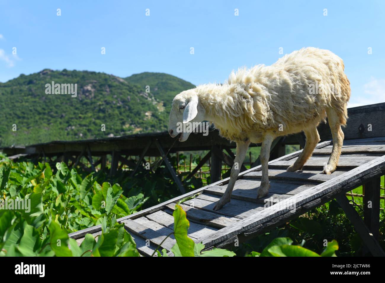 A white sheep walking across wooden bridge Stock Photo - Alamy