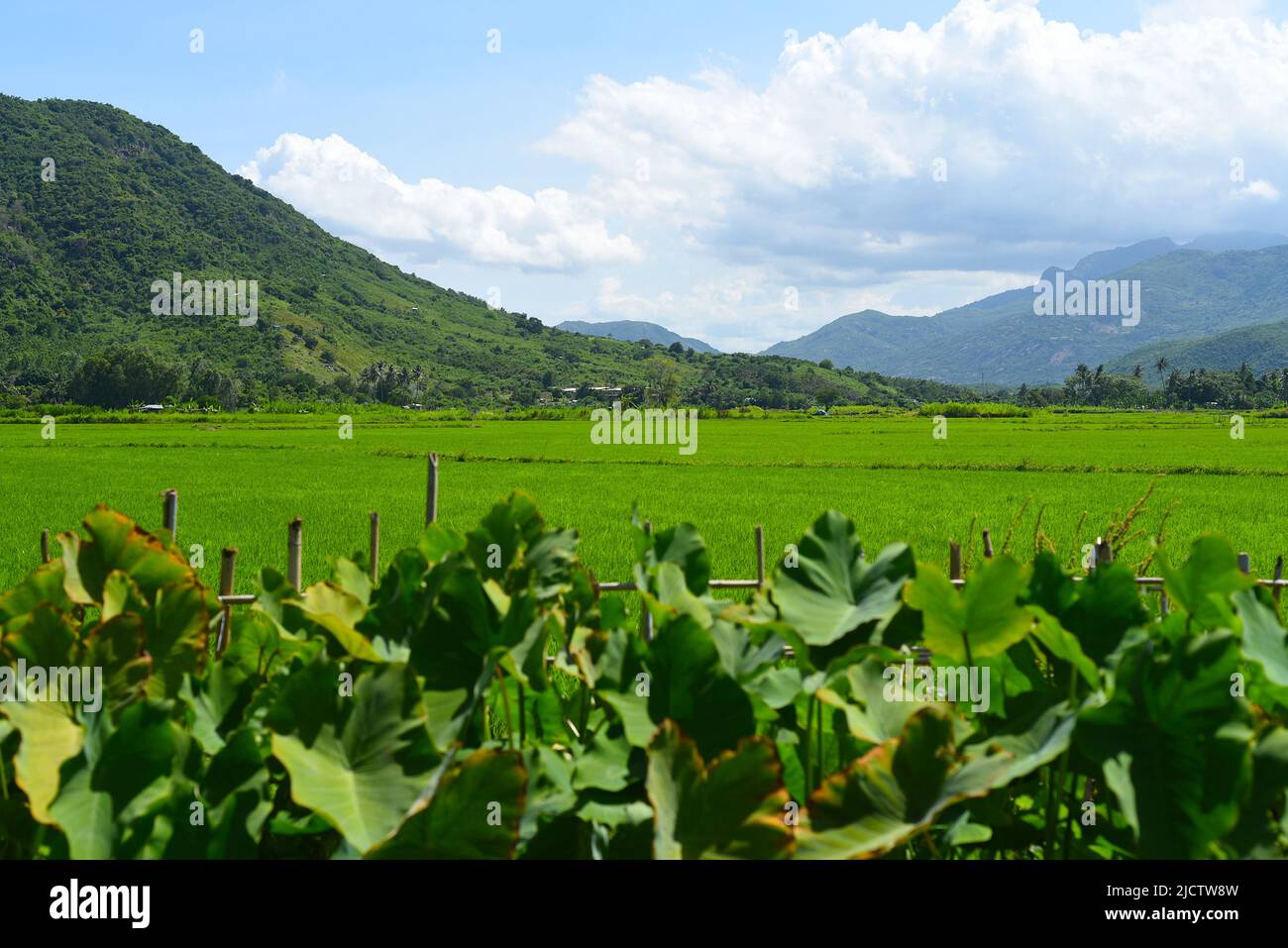 Vietnamese rice fields among mountains Stock Photo - Alamy