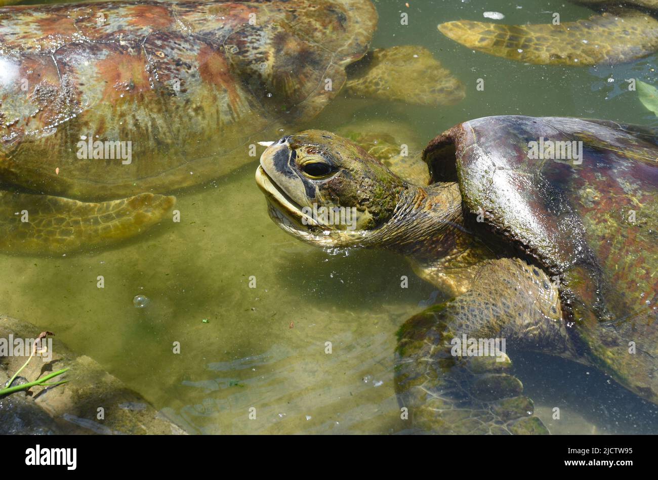 Gulp sea water hi-res stock photography and images - Alamy