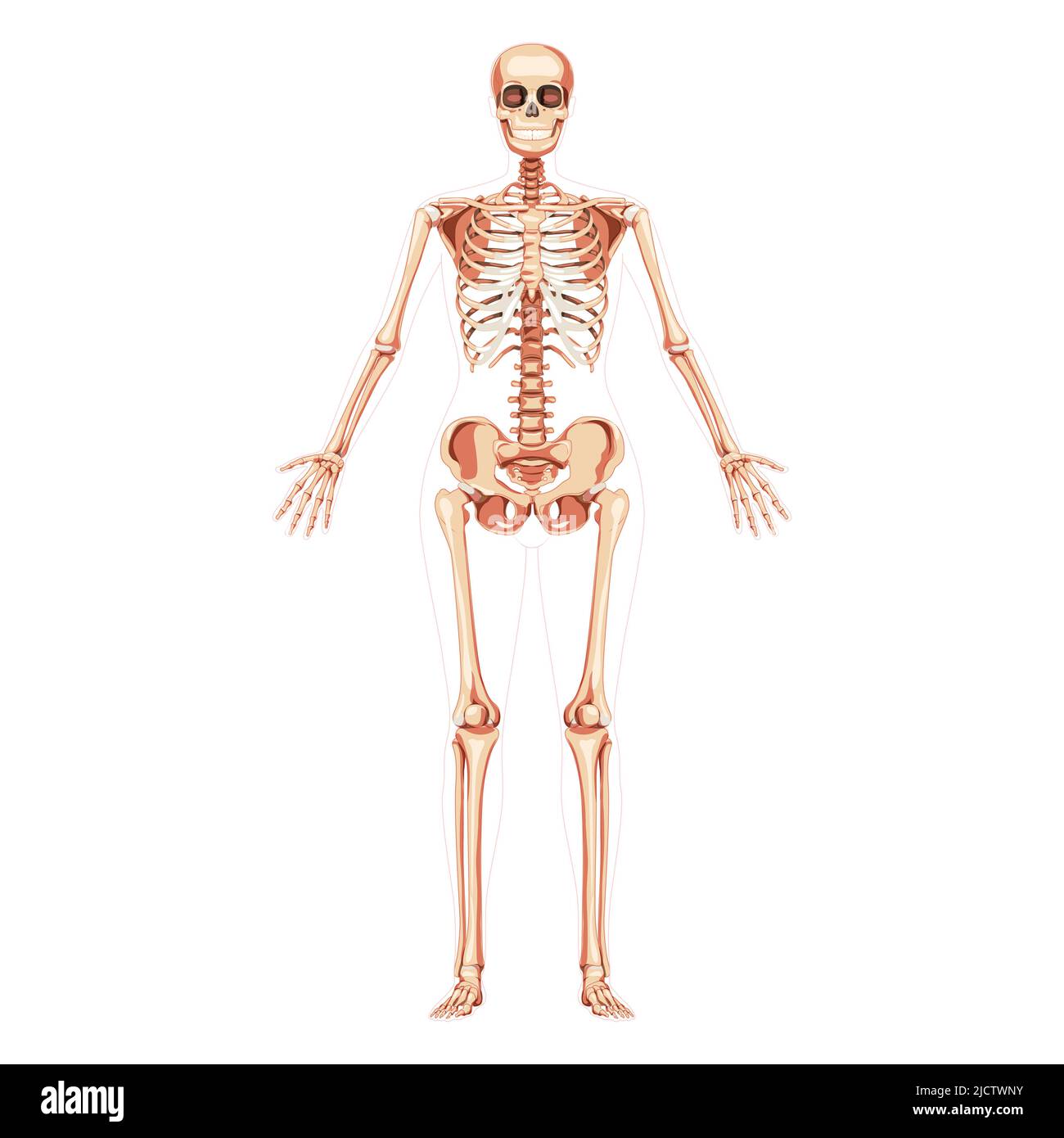 Human Body Bones