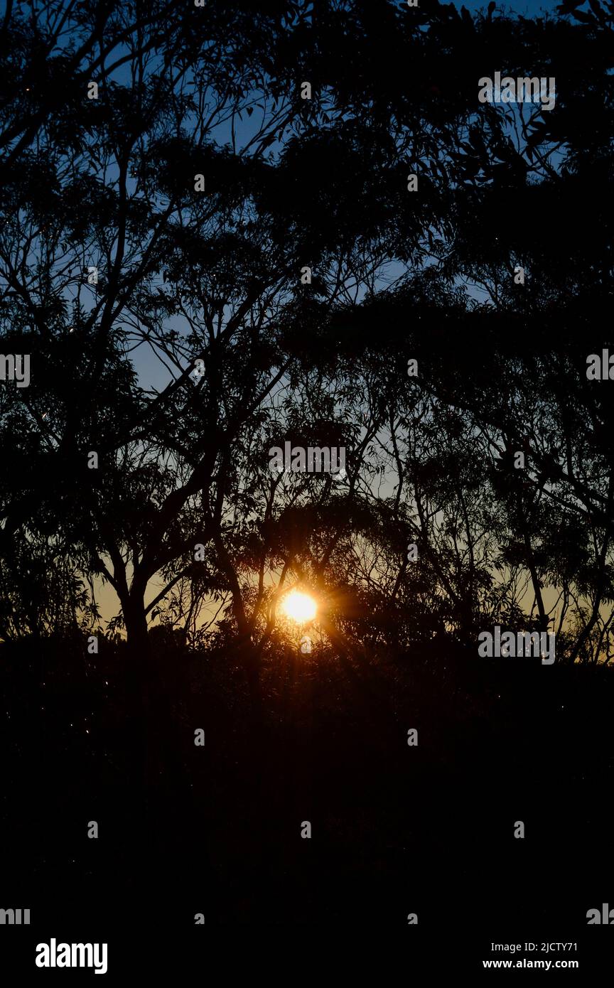 Sunset through the trees in the Blue Mountains of Australia Stock Photo ...