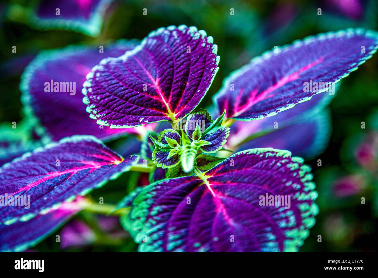 Purple plant from the cloud forests of Costa Rica. Four leaves on this ...