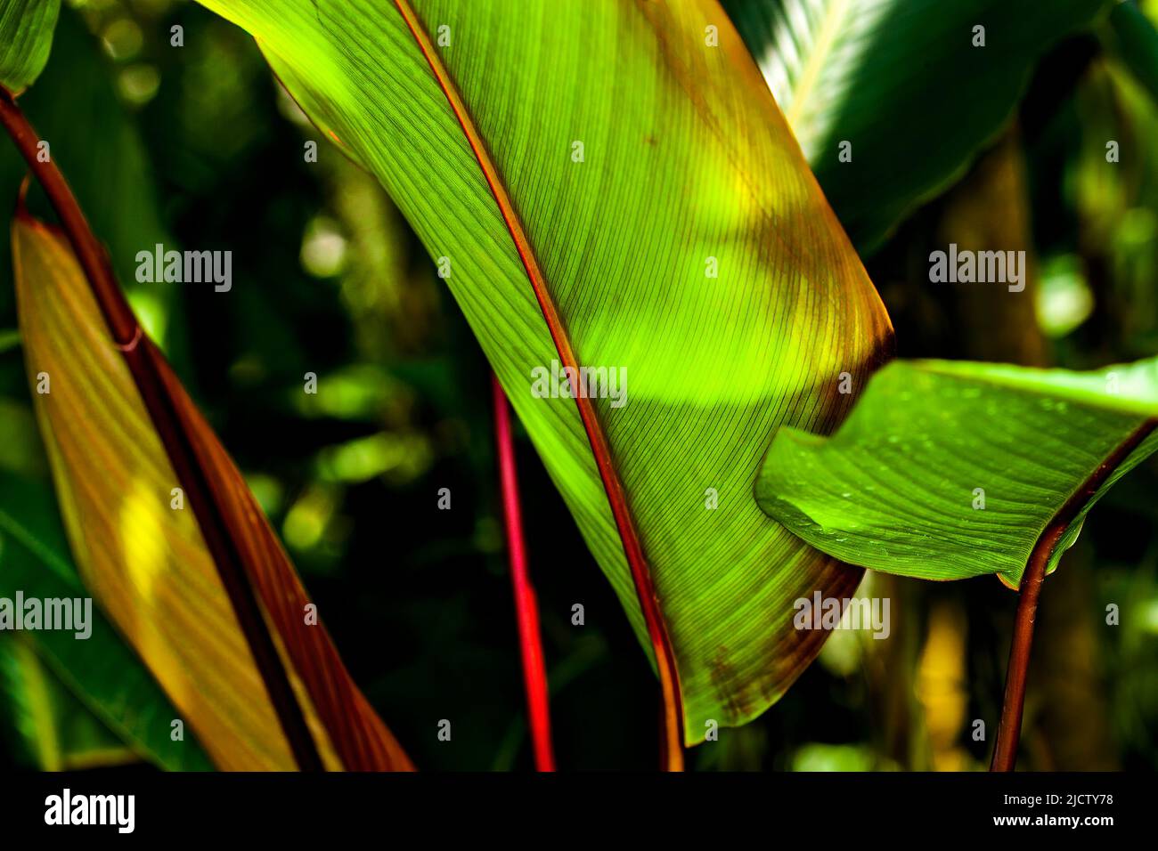 Botany bright costa rica hi-res stock photography and images - Alamy