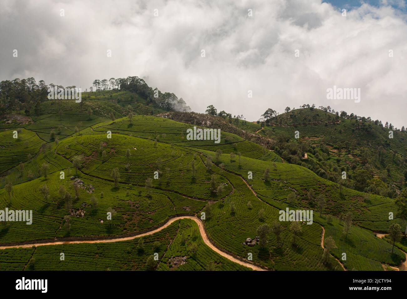 Hills with tea plantations among the mountains. Tea estate in Sri Lanka ...