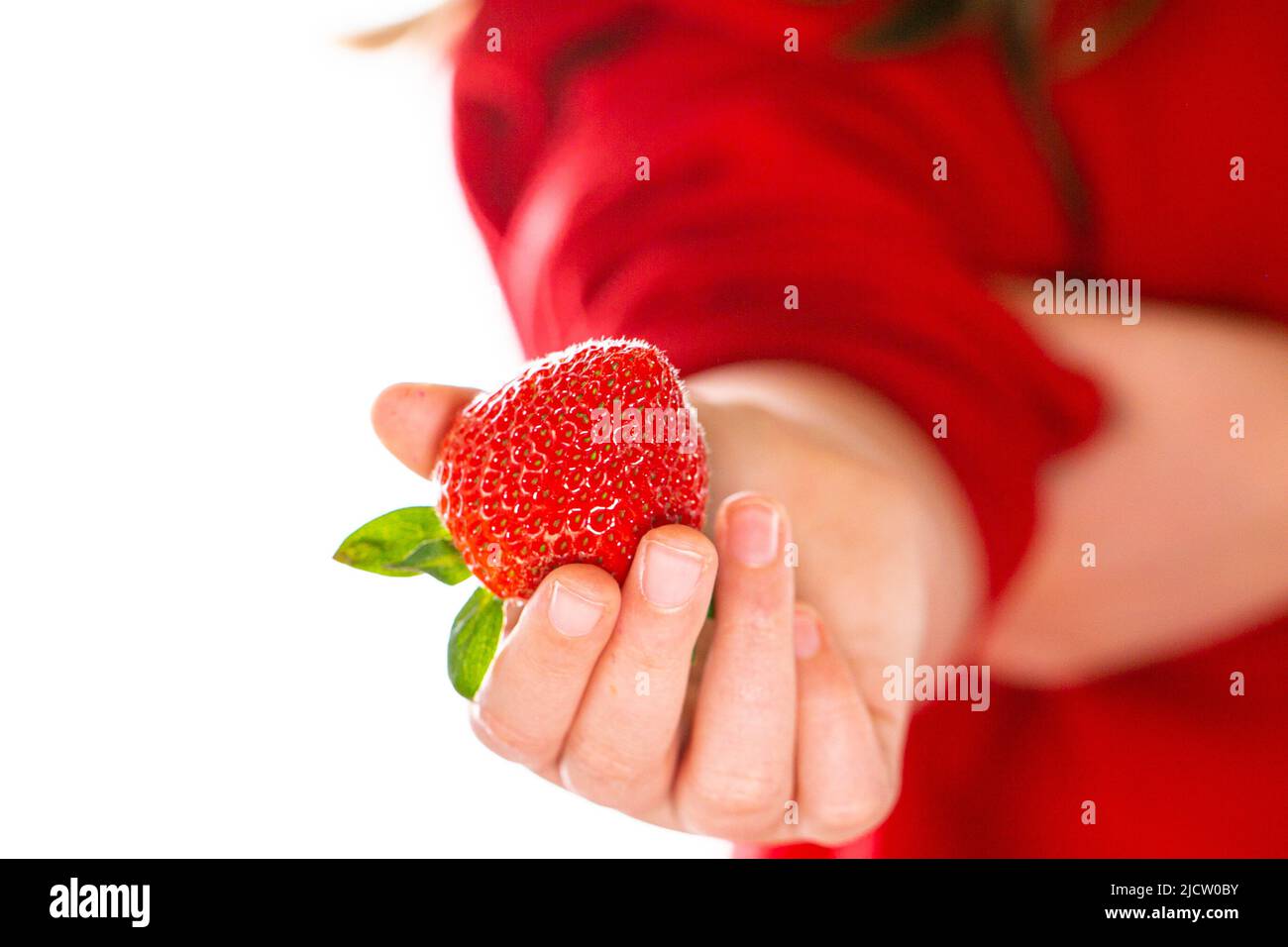 Strawberry season. ripe strawberries in the child hand Stock Photo - Alamy