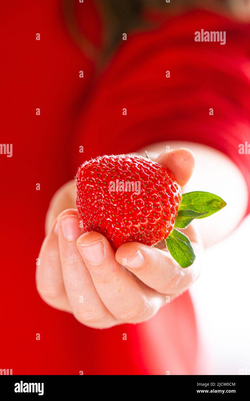 Strawberry harvest. berry season. ripe strawberries in the child hand ...