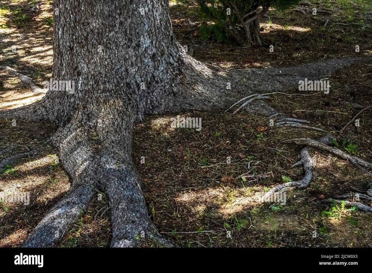 Extended roots hi-res stock photography and images - Alamy