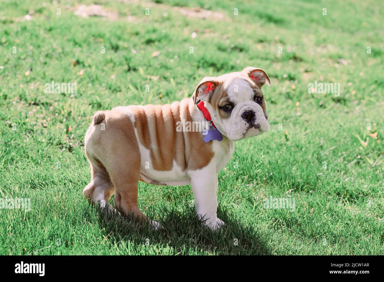 Bulldog Puppy Standing in Grass Stock Photo - Alamy