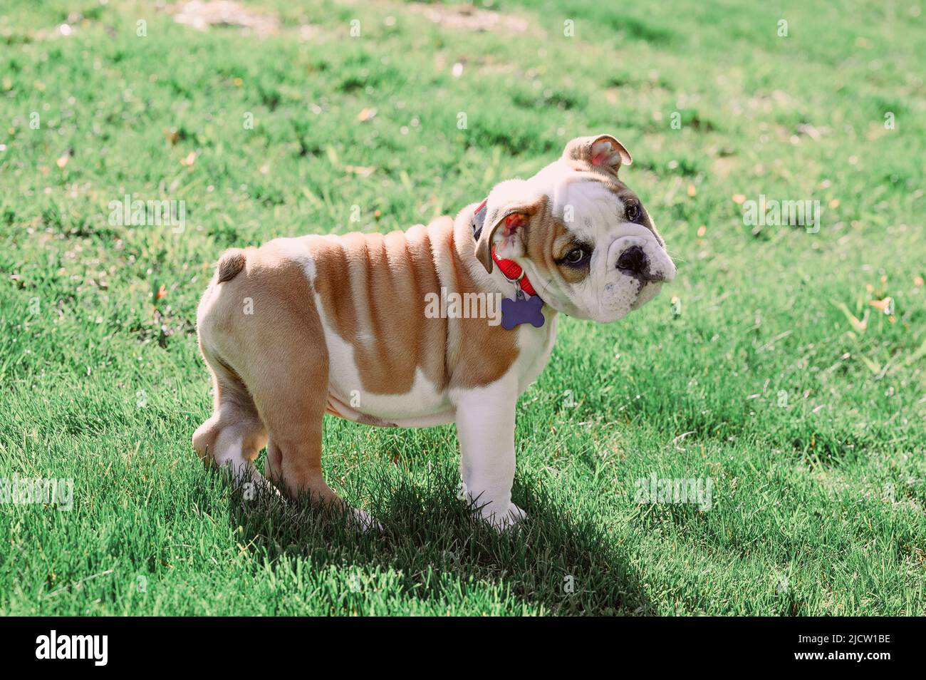 Bulldog Puppy Standing in Grass Stock Photo - Alamy