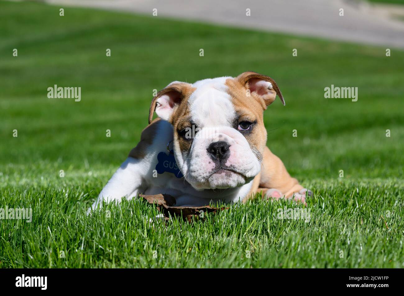 English Bulldog Puppy with Leaf Stock Photo - Alamy