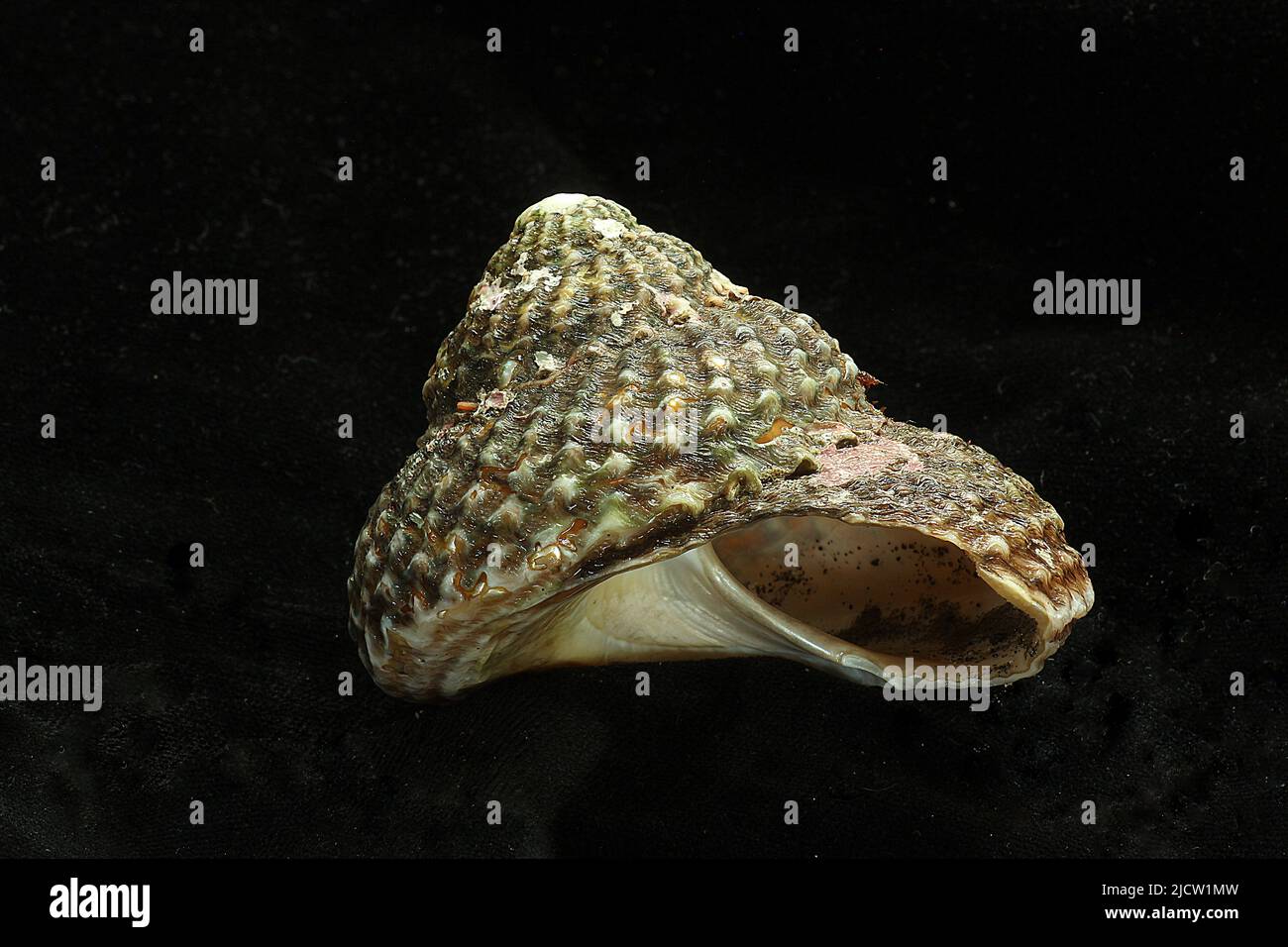 Cook's turban shell (Cookia sulcata Stock Photo - Alamy
