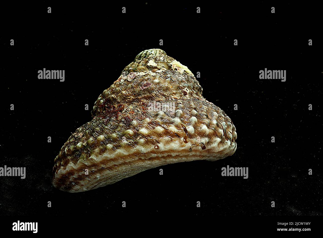 Cook's turban shell (Cookia sulcata Stock Photo - Alamy