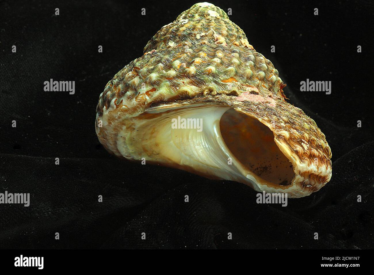 Cook's turban shell (Cookia sulcata Stock Photo - Alamy