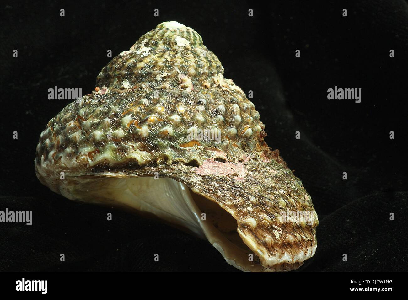Cooks turban shell hi-res stock photography and images - Alamy