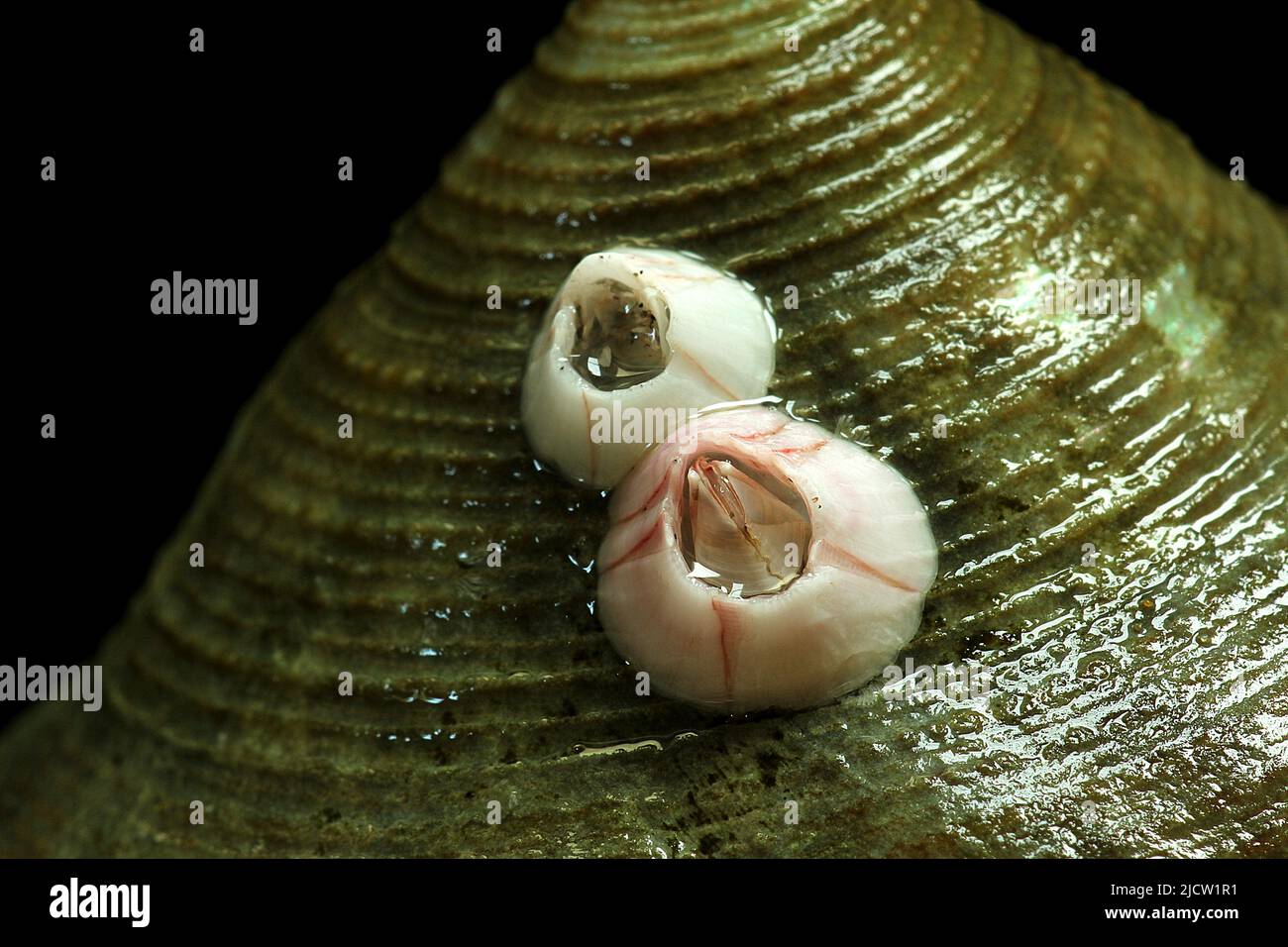 Pink barnacle on seashell Stock Photo - Alamy