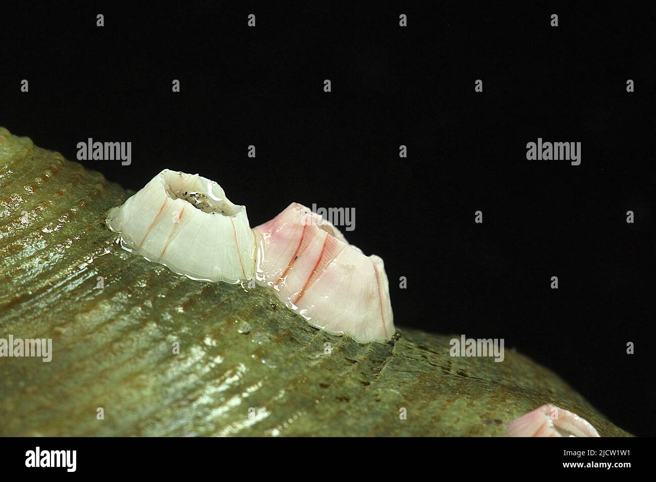 Pink barnacle on seashell Stock Photo - Alamy