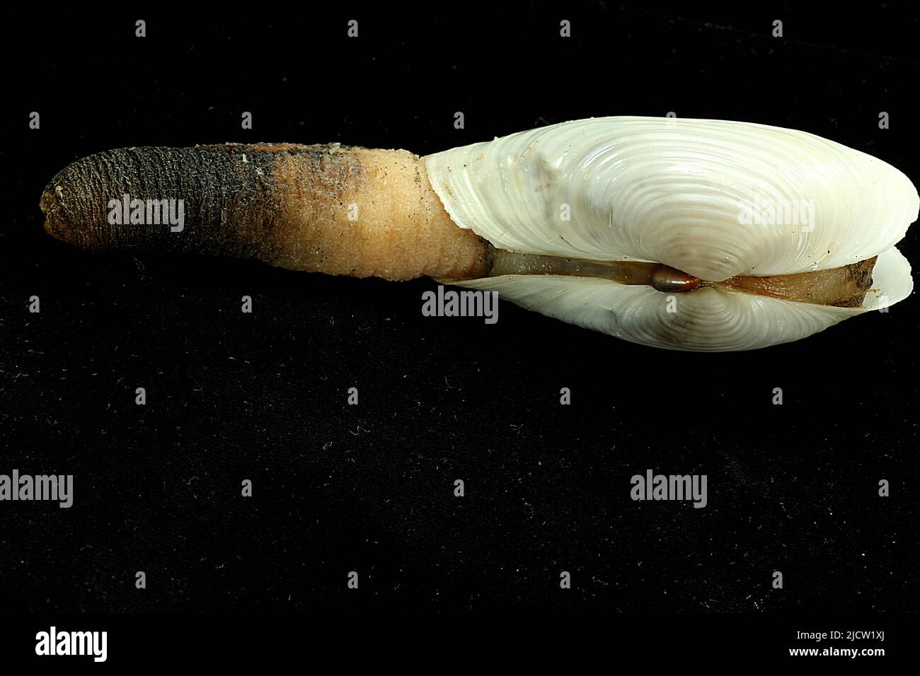 Geoduck Clams Anatomy