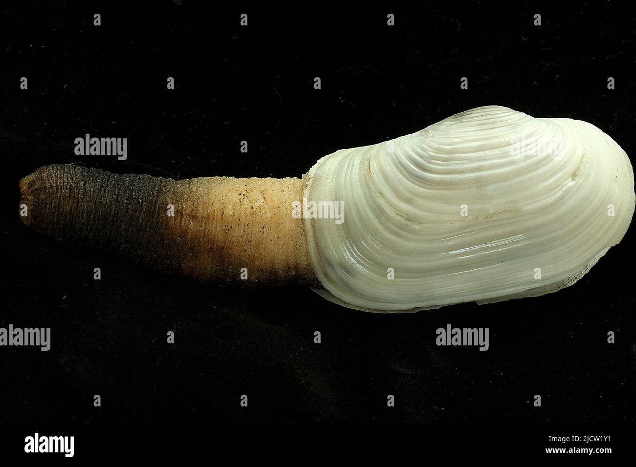 Geoduck hi-res stock photography and images - Alamy