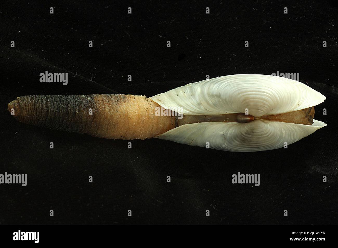 Pacific geoduck ("gooey-duck"; / ˈɡuːiˌdʌk /; Panopea generosa Stock ...