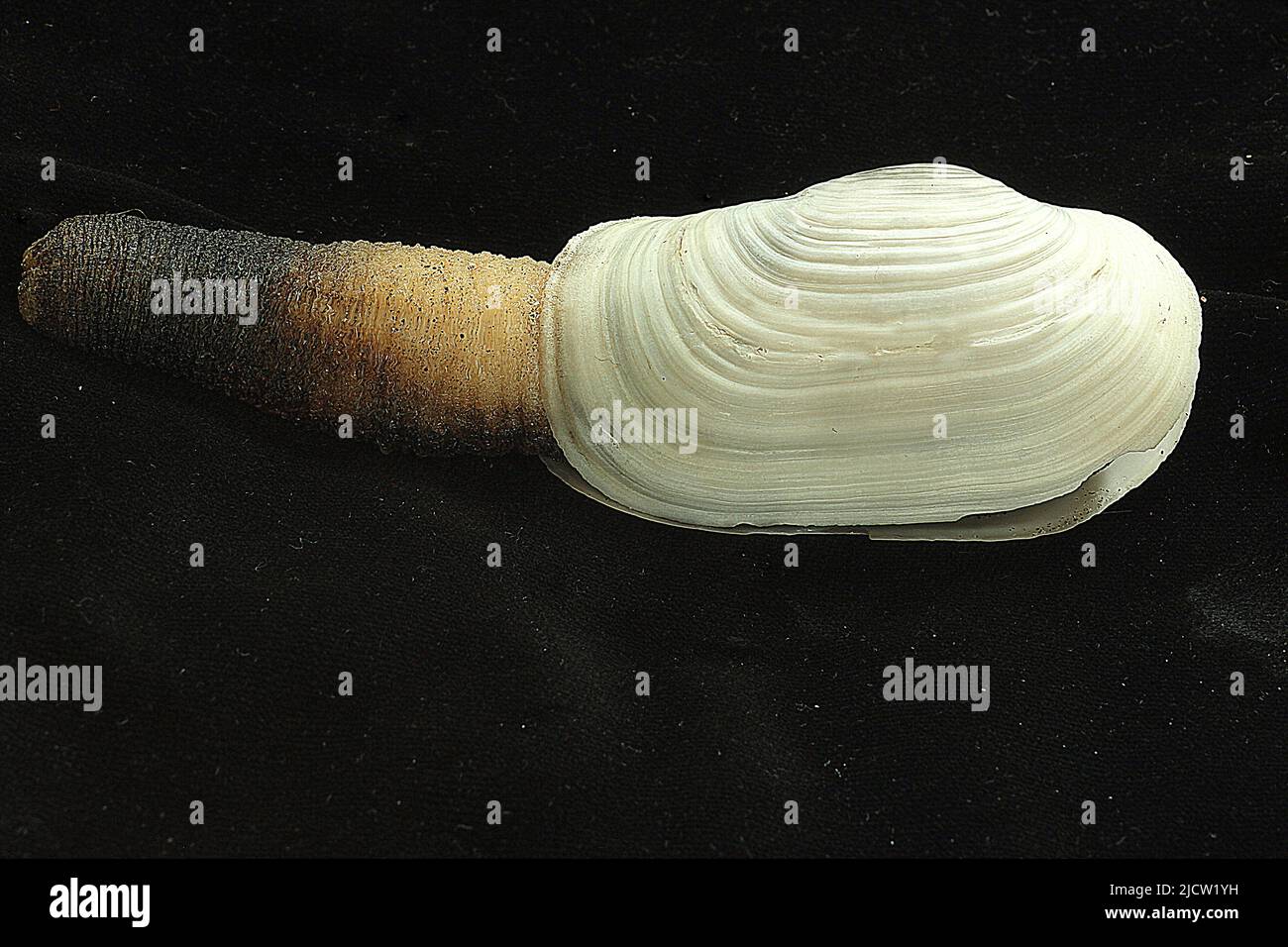 Pacific geoduck ("gooey-duck"; / ˈɡuːiˌdʌk /; Panopea generosa Stock ...